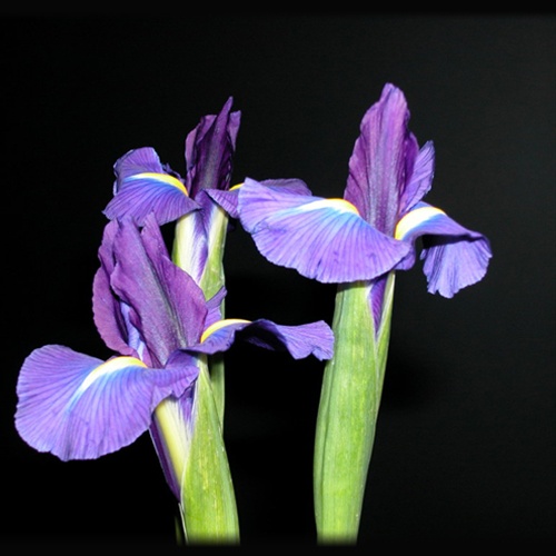 Iris Purple Diamond - Iris - Flowers and Fillers - Flowers by category ...